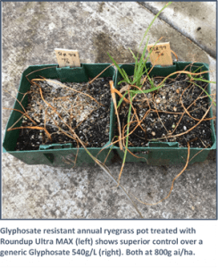 Resistant Ryegrass Trials – Sinochem Australia