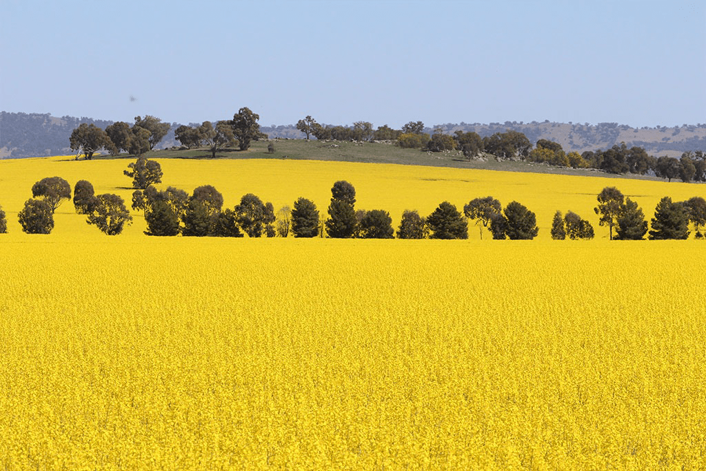 Syngenta and Sinochem enter agreement. – Sinochem Australia